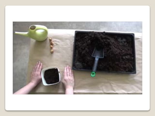 Planting bulbs - work skills | PPTX