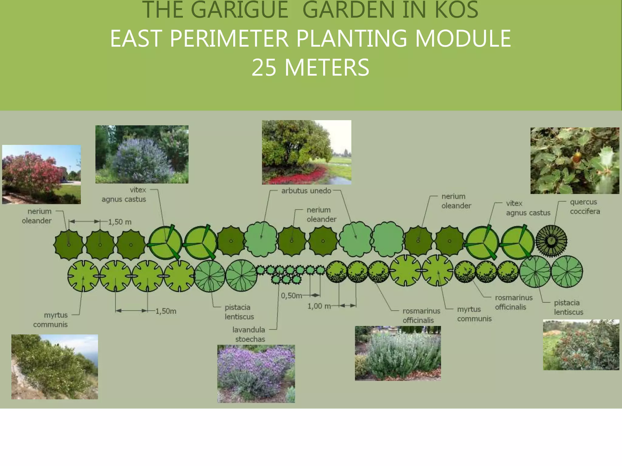 Planting details garigue garden | PPTX