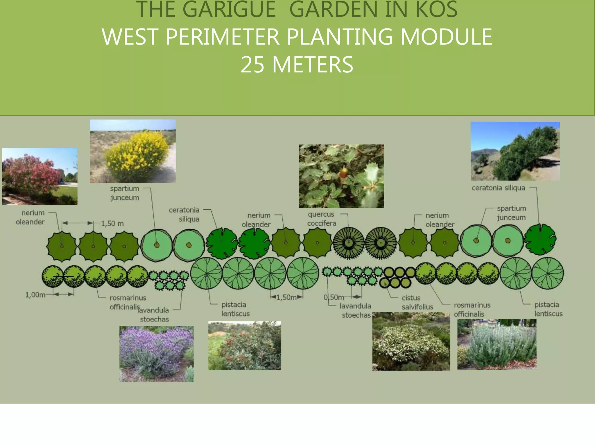 Planting details garigue garden | PPTX