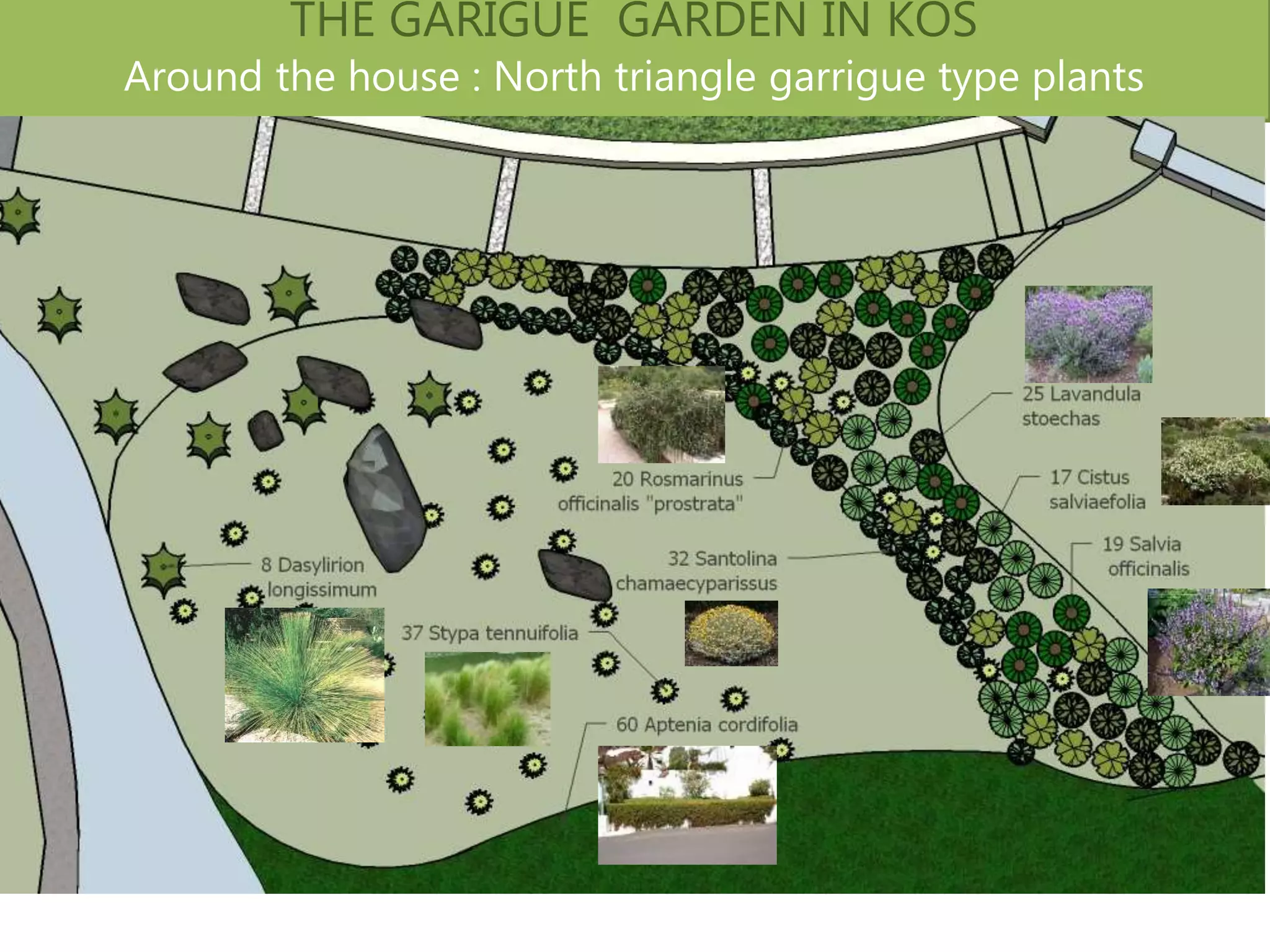 Planting details garigue garden | PPTX