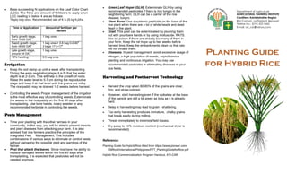 Department of Agriculture planting_guide_for_hybrid_rice.pdf