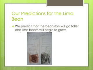 Planting magic beans | PPTX