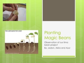 Planting magic beans | PPTX