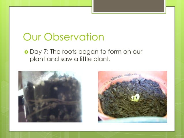 Planting magic beans | PPTX