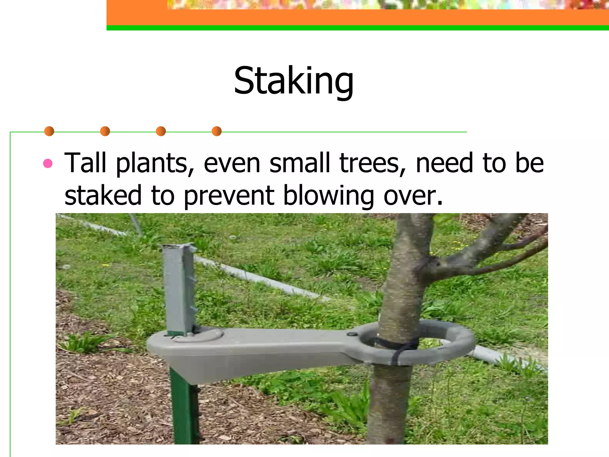 planting maintenance of ornamental plants .ppt