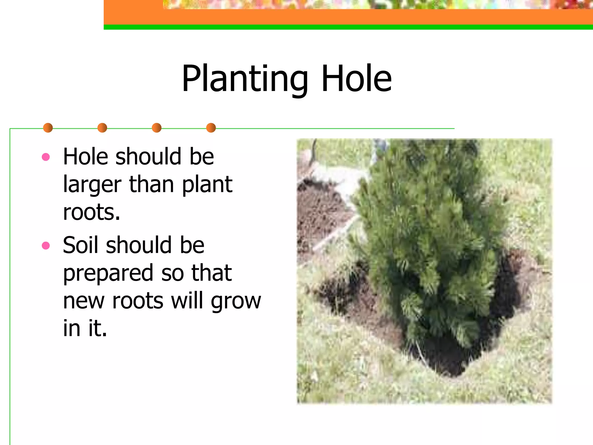 planting maintenance of ornamental plants .ppt