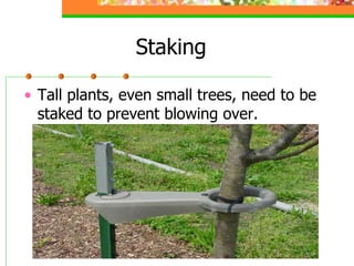 planting maintenance of ornamental plants .ppt