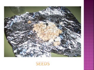PLANTING SEEDS POWER POINT | PPTX