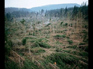 Planting Seeds Story | PPTX | Gardening | Home & Garden