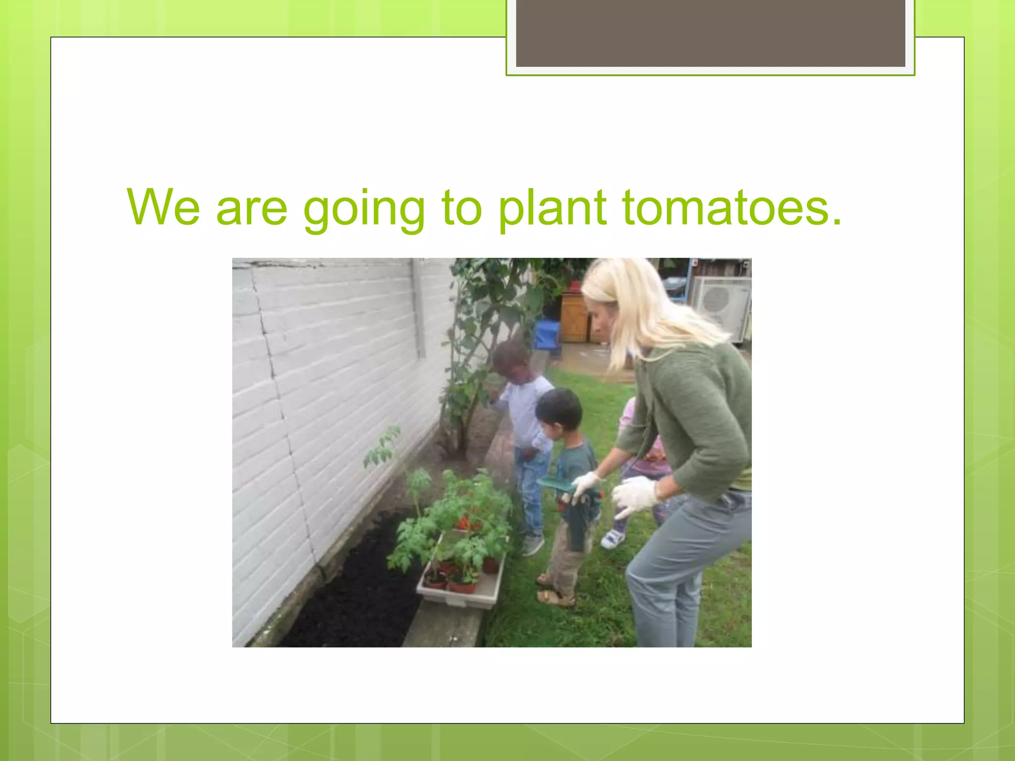 Planting tomatoes | PPTX