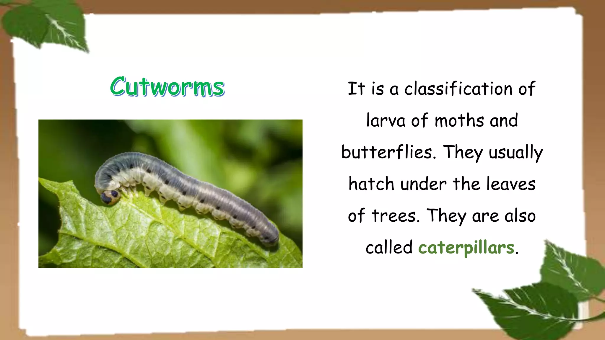 PLANTING part 2 HELE 6 | PPTX