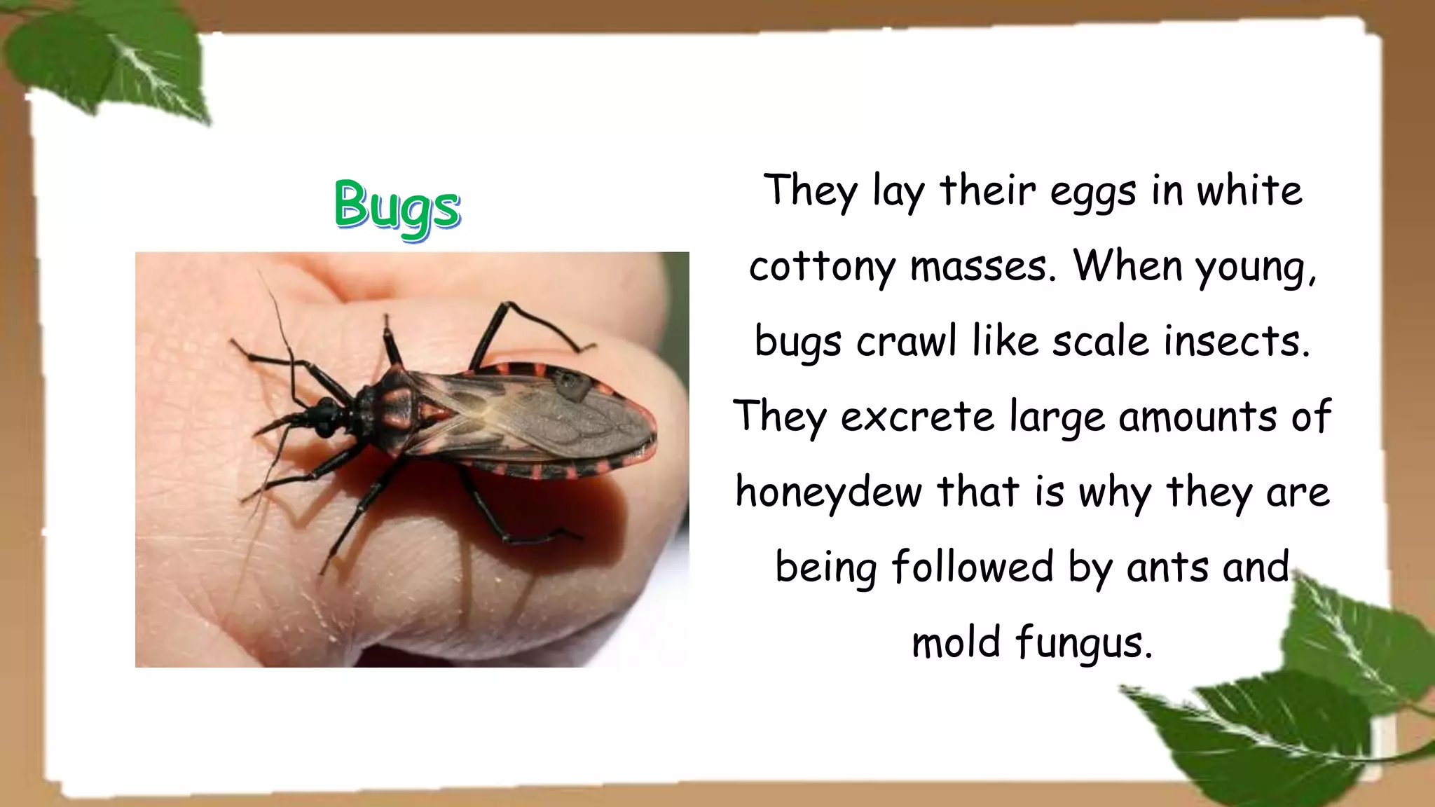 PLANTING part 2 HELE 6 | PPTX