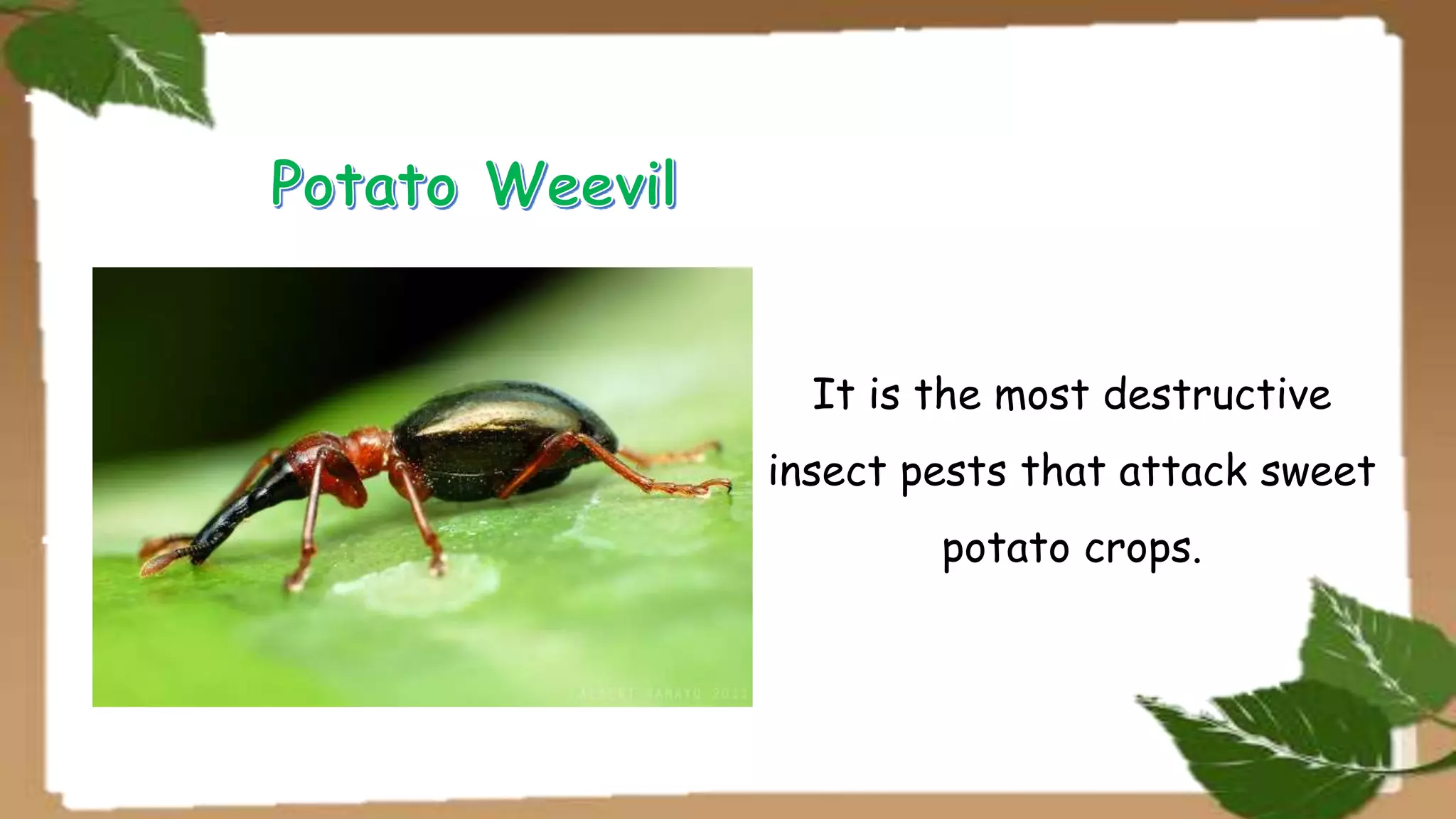 PLANTING part 2 HELE 6 | PPTX