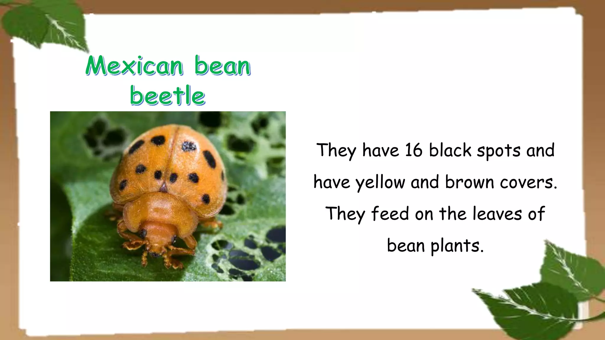 PLANTING part 2 HELE 6 | PPTX