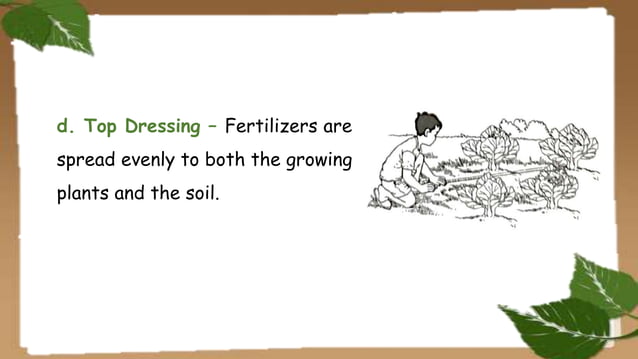 PLANTING part 2 HELE 6 | PPTX | Agriculture | Industries