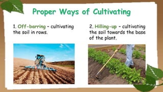 PLANTING part 2 HELE 6 | PPTX