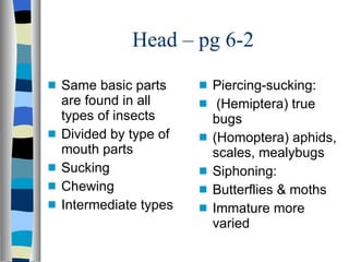 Plant insects 2010_lecture | PPT