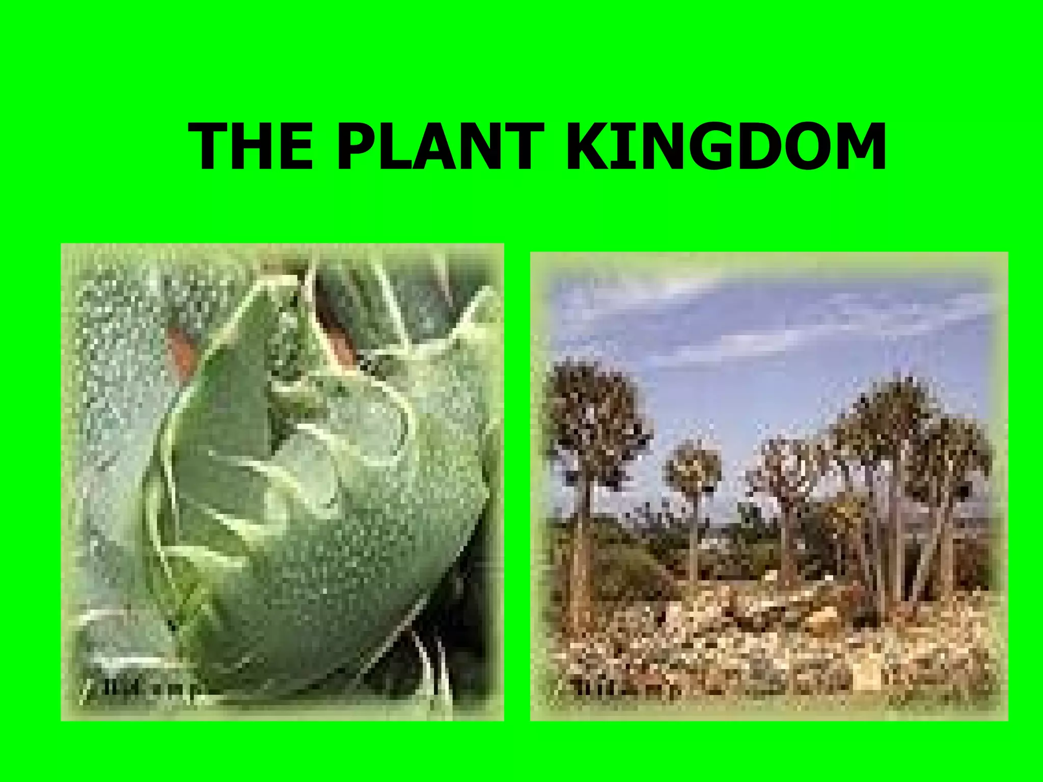 Naturalists at Large: Plant kingdom | PPT