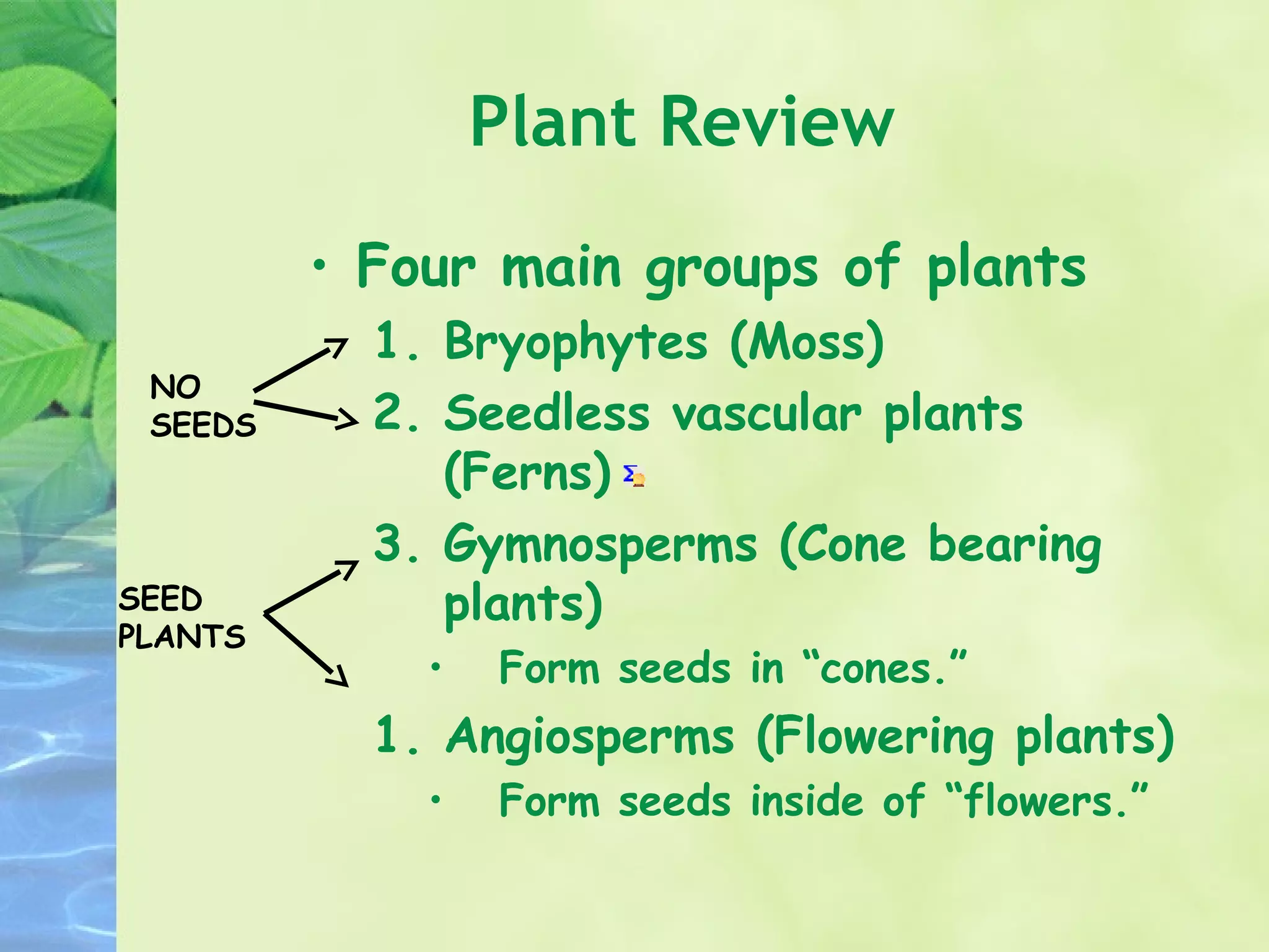 Plant kingdom | PPT