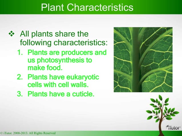 Plant Kingdom | PPT