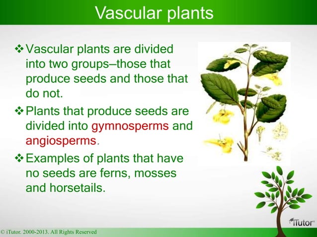 Plant Kingdom | PPT