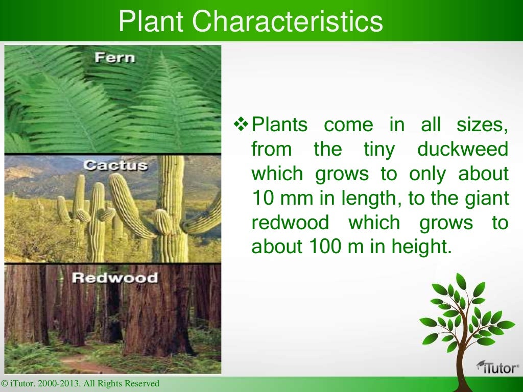 Plant Kingdom Plant Kingdom