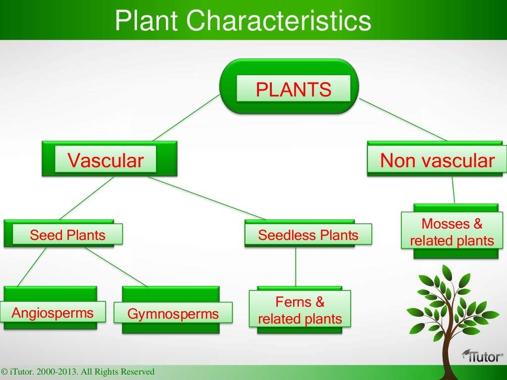 Plant Kingdom Plant Kingdom