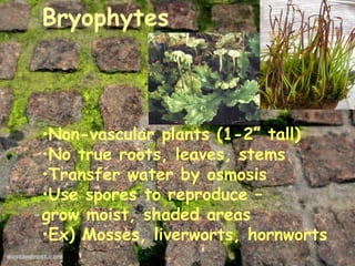 Plant kingdom.ppt2013 2014 | PPT | Free Download