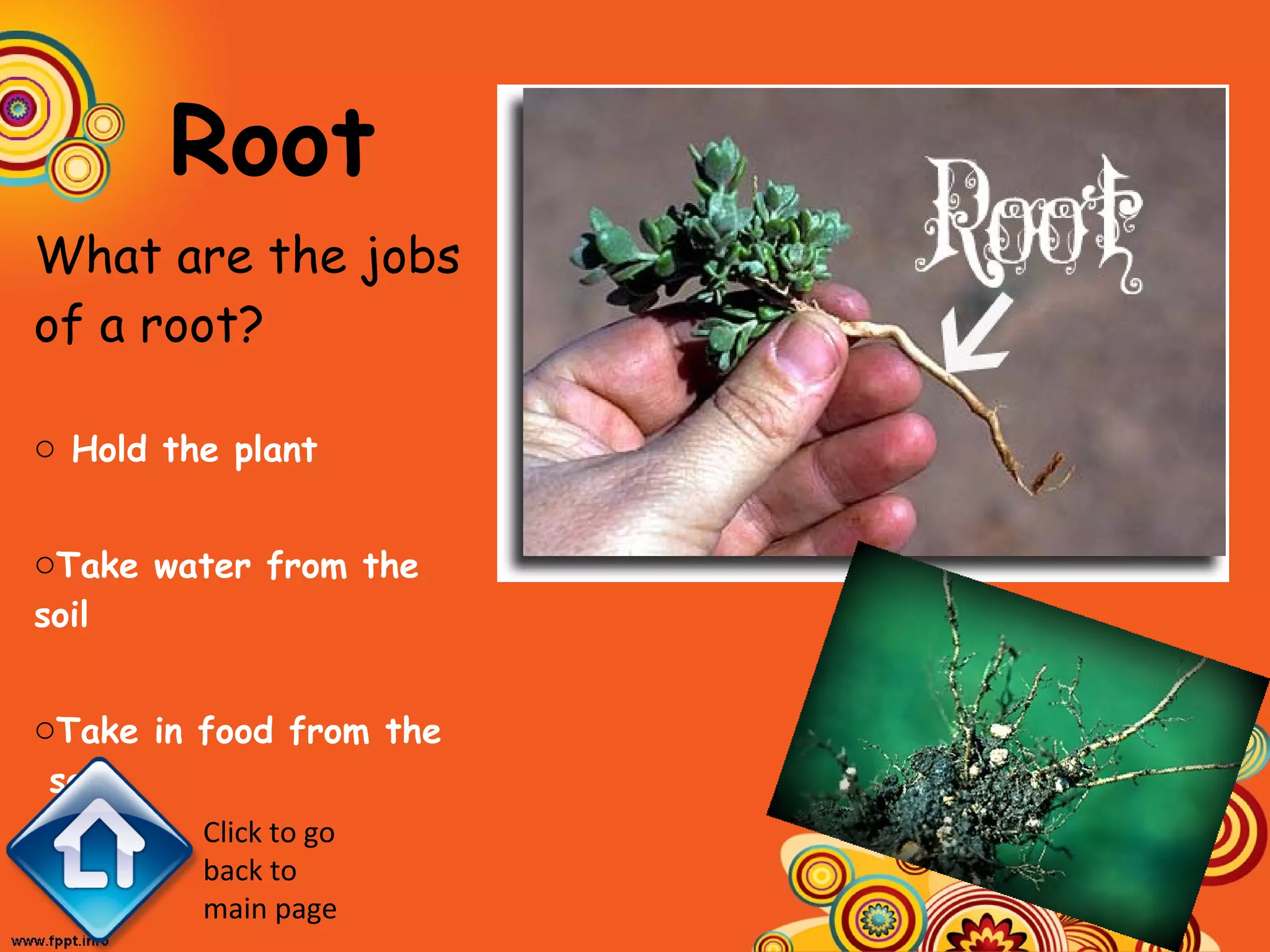 Plant kingdom | PPT