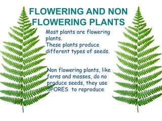 Plant kingdom | PPT