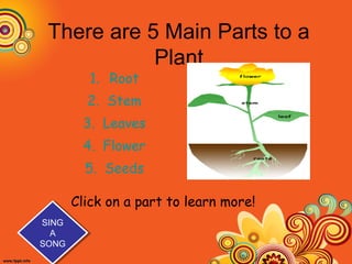 Plant kingdom | PPT