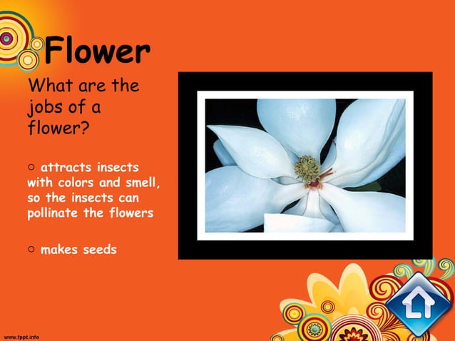 Plant kingdom | PPT