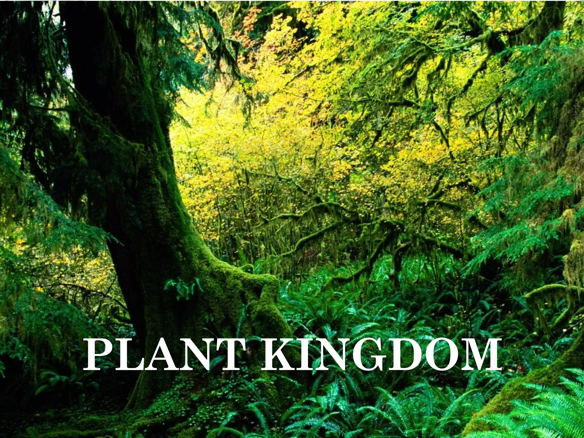 Plant kingdom | PPT