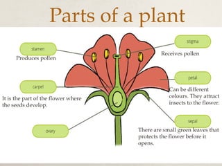 Plant kingdom | PPT