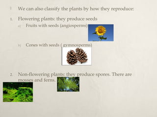 Plant kingdom | PPT