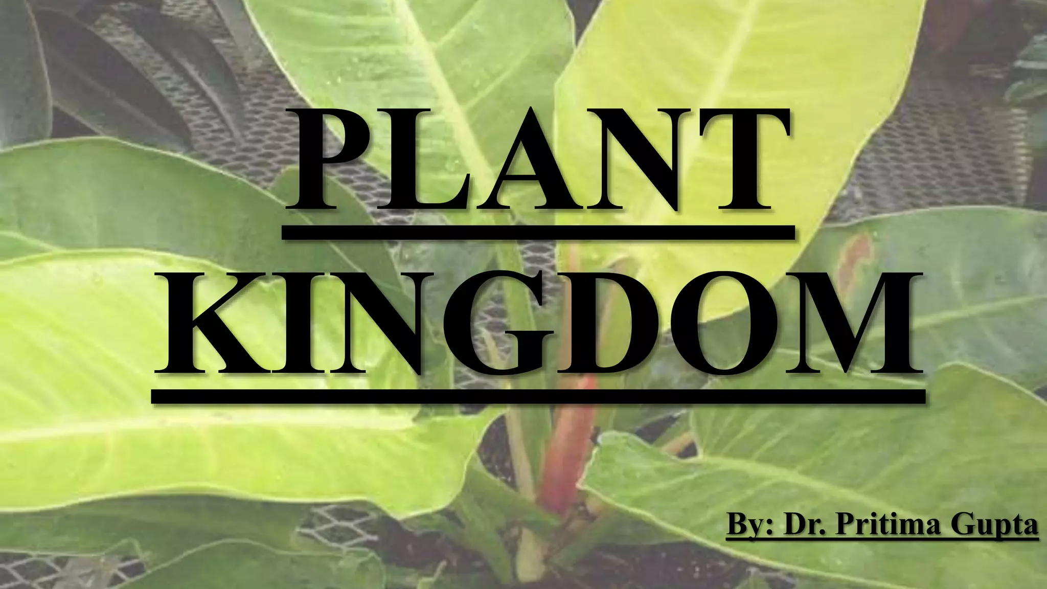 Plant kingdom | PPTX