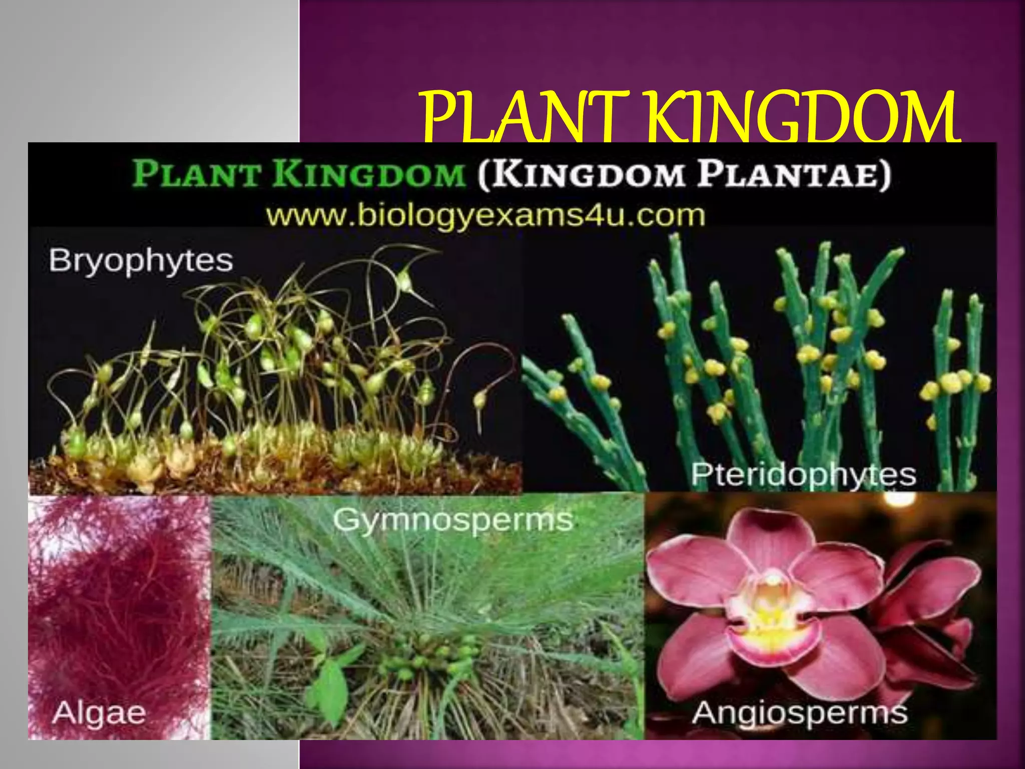 Plant kingdom class 11 | PPTX