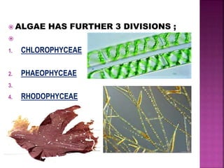 Plant kingdom class 11 | PPTX