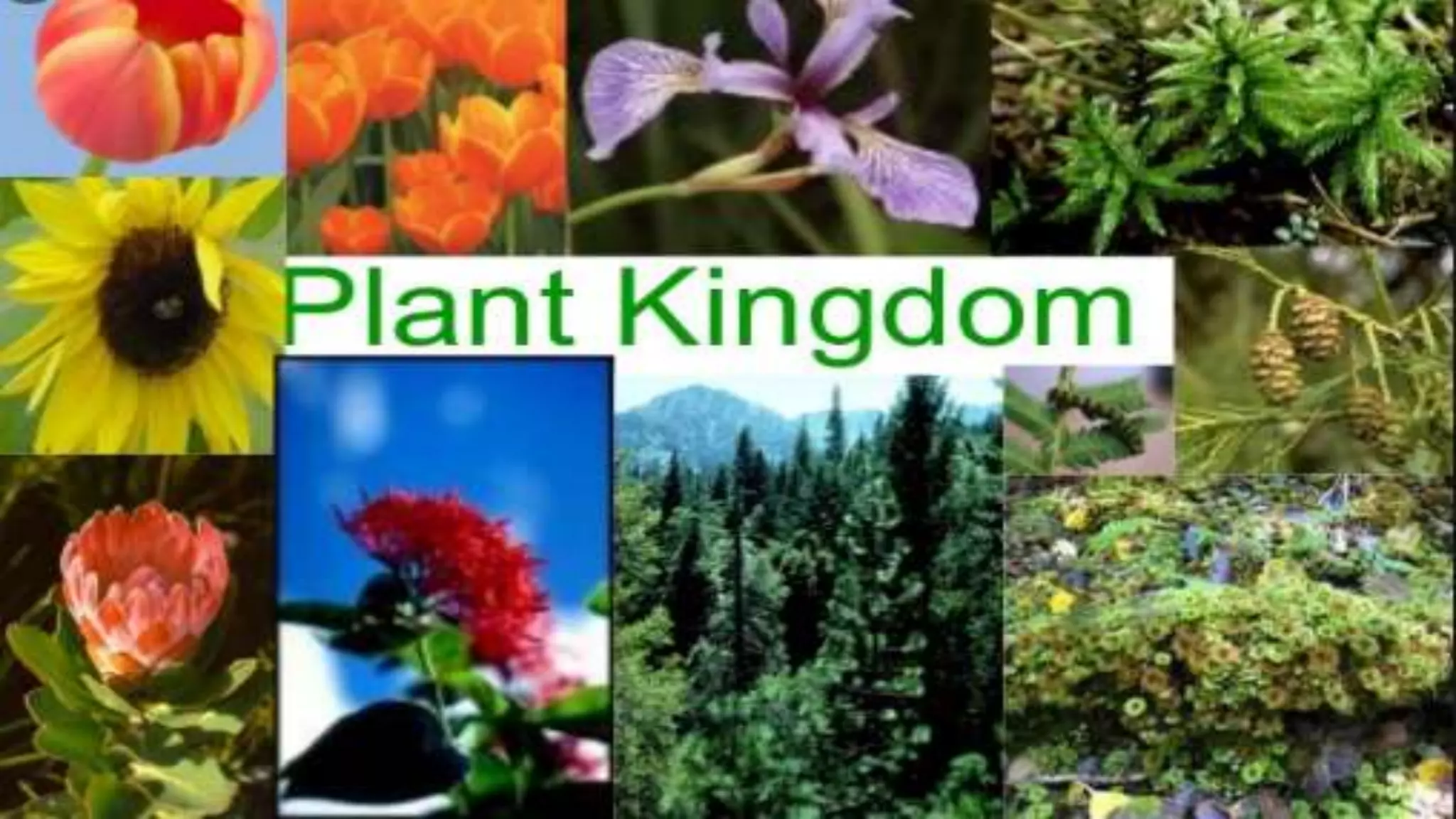 class 11 biology Plant kingdom ppt | PPTX