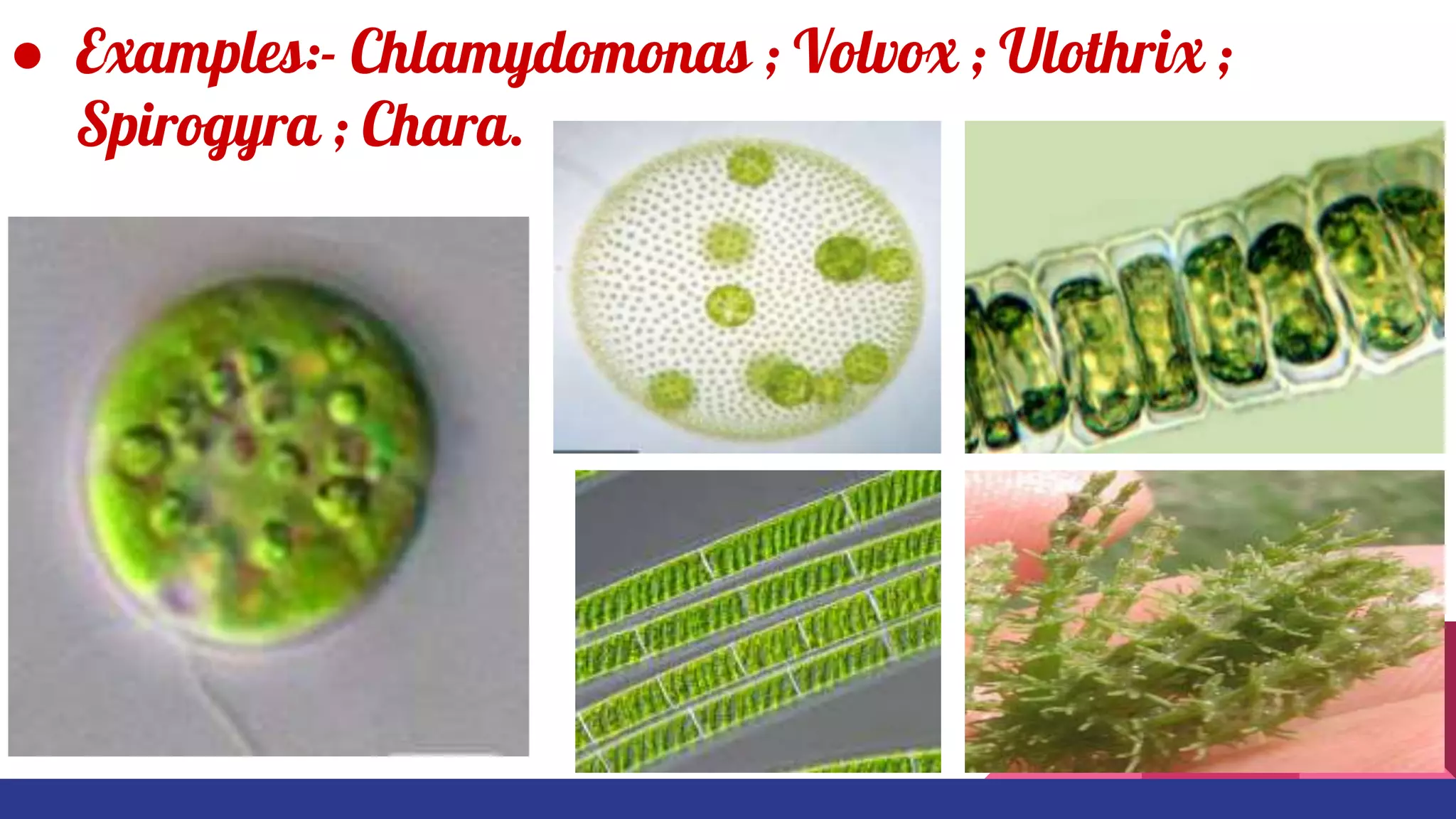 class 11 biology Plant kingdom ppt | PPTX