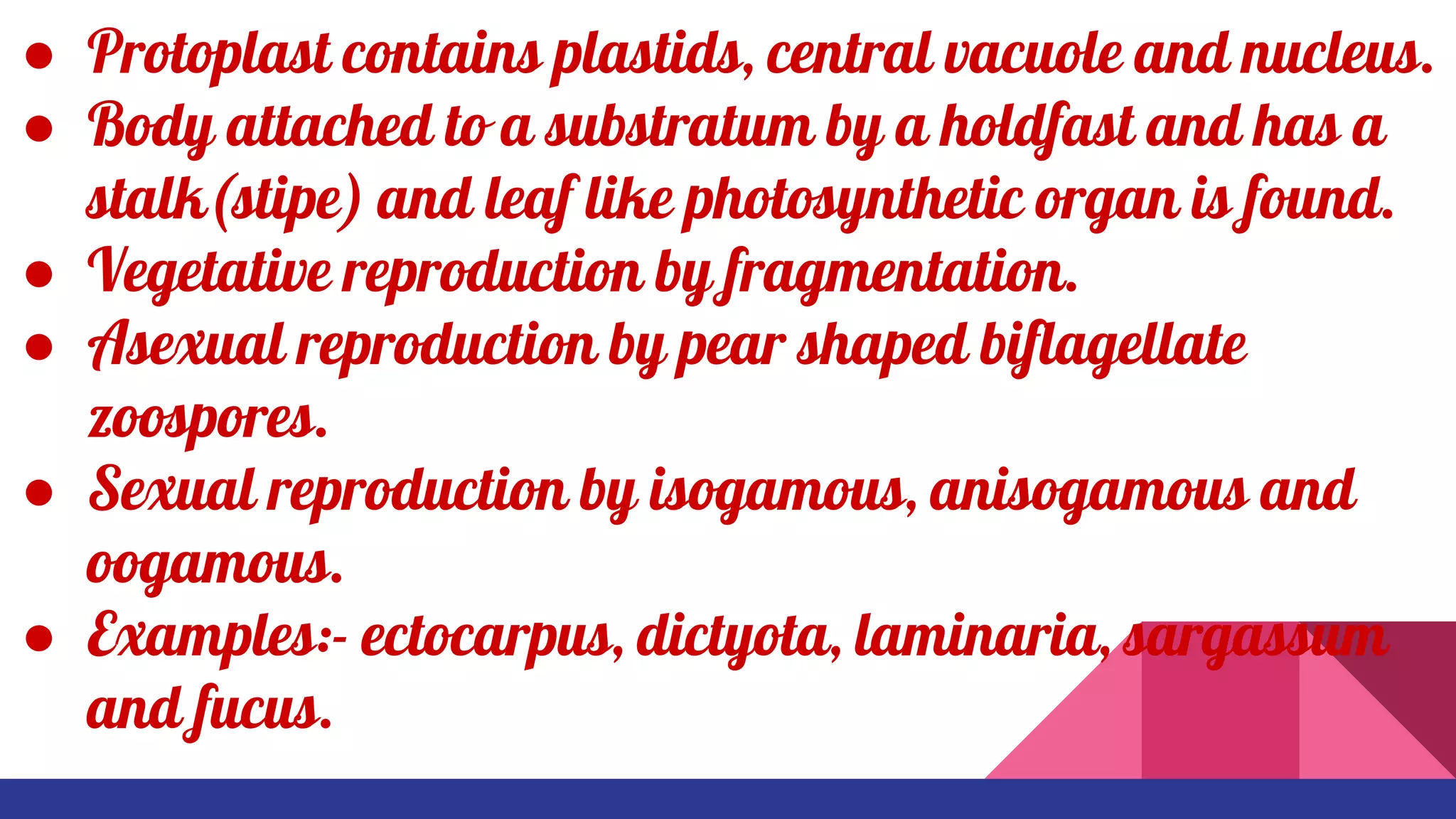 class 11 biology Plant kingdom ppt | PPTX