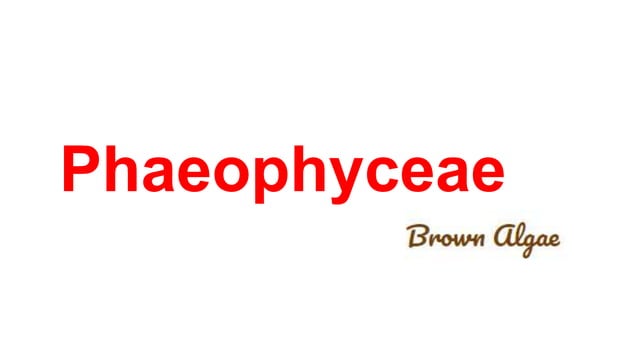 class 11 biology Plant kingdom ppt | PPTX