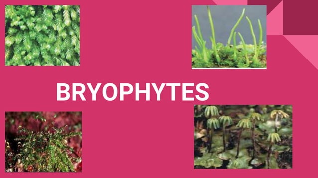 class 11 biology Plant kingdom ppt | PPTX