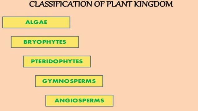 class 11 biology Plant kingdom ppt | PPTX