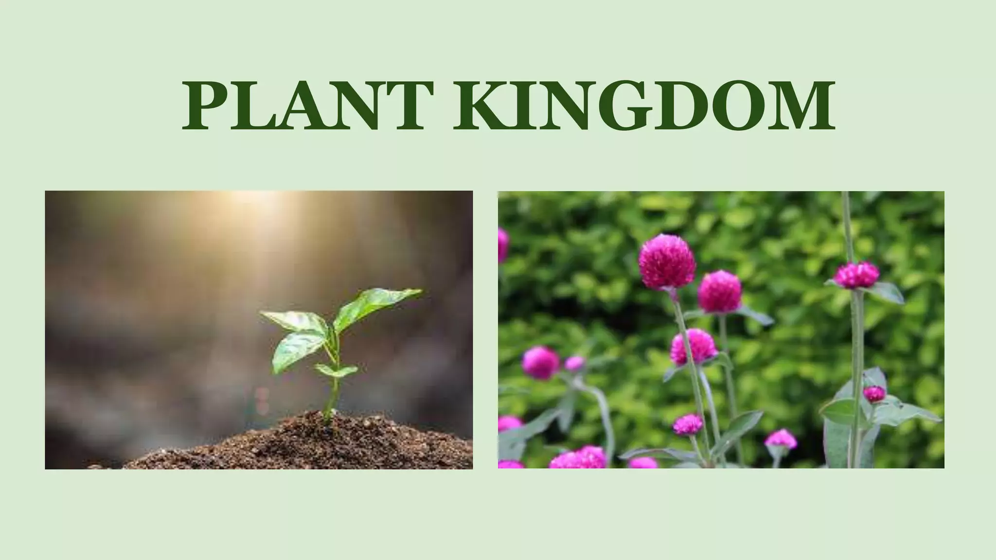 Plant kingdom | PPT
