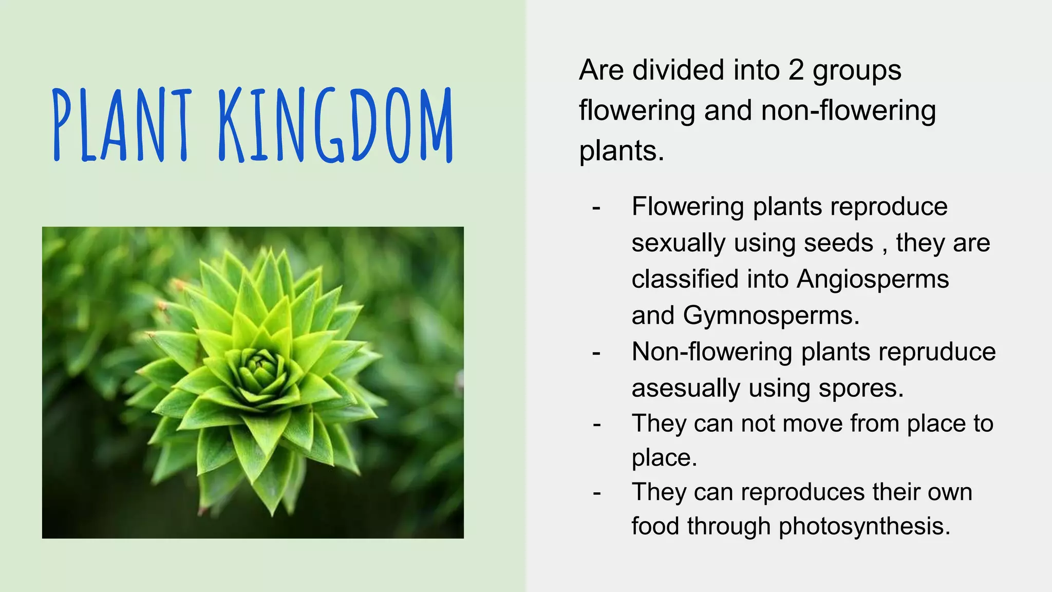 Plant kingdom | PPT