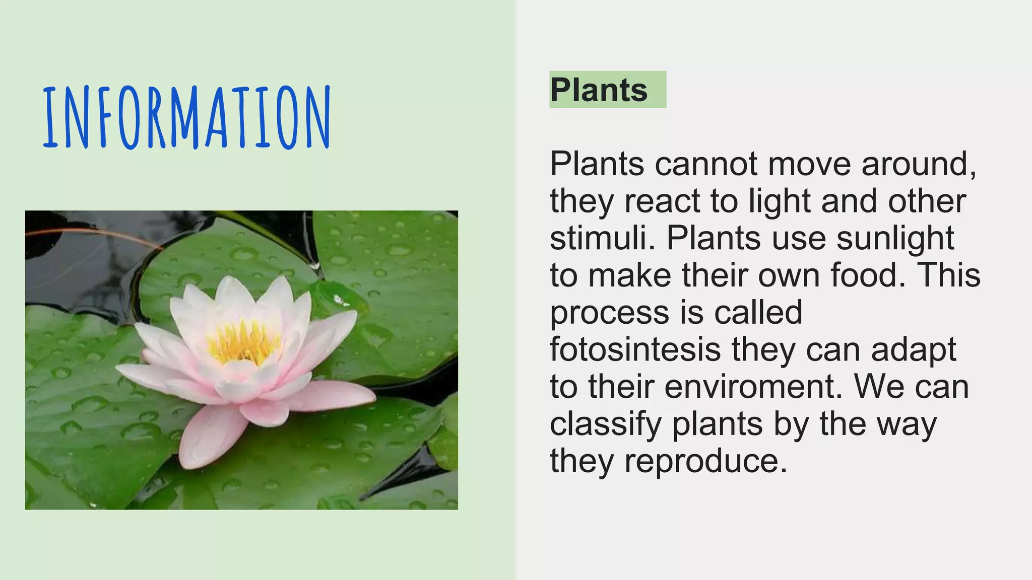 Plant kingdom | PPT