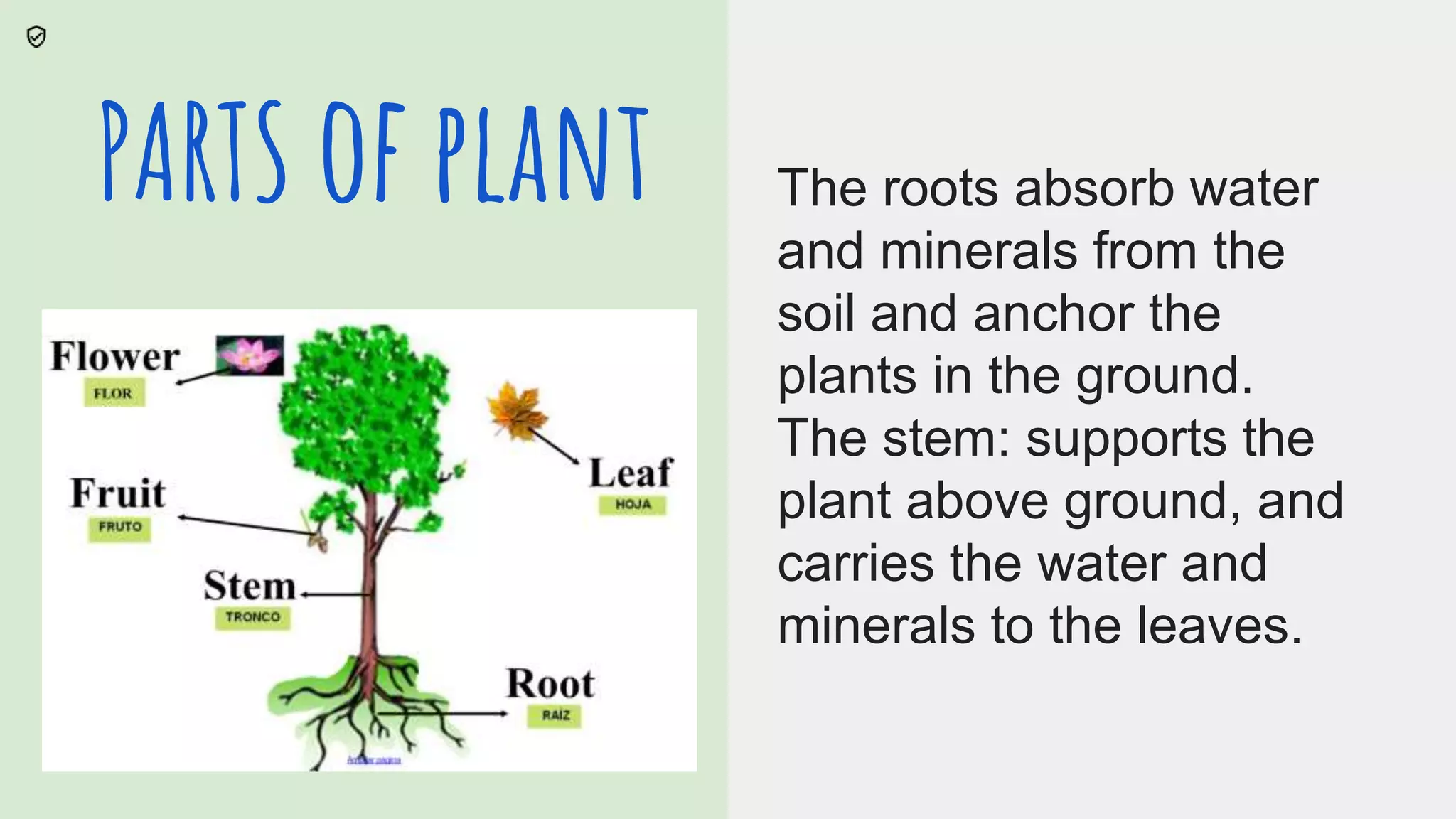 Plant kingdom | PPT