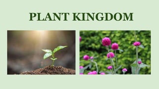 Plant kingdom | PPT