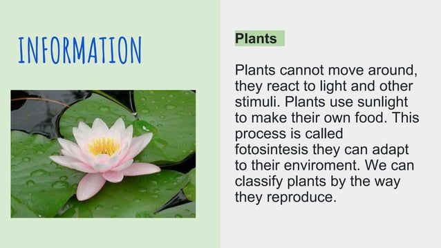Plant kingdom | PPT